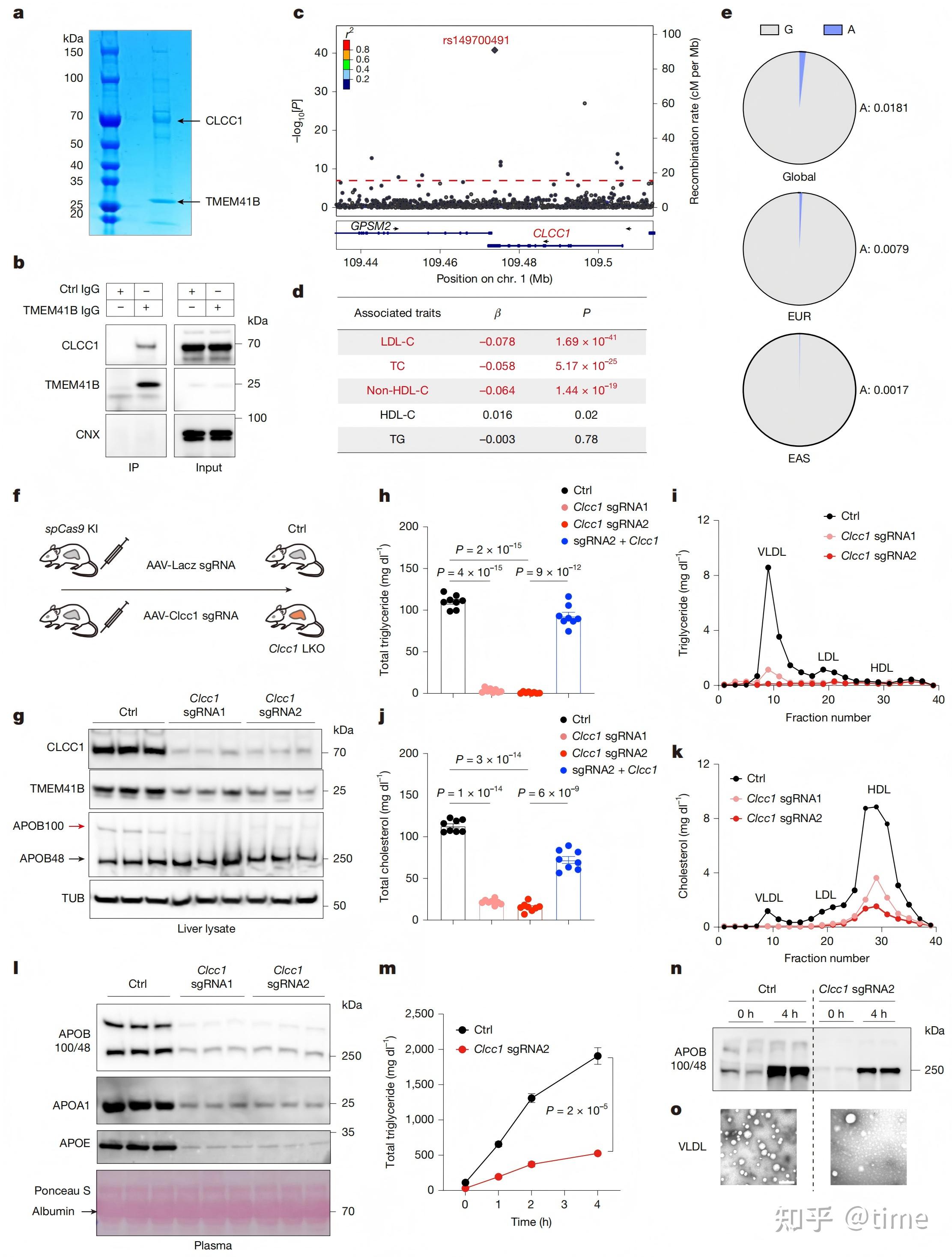 文献分享 | Nature：CLCC1 调控内质网双层膜平衡以维持脂质稳态 - 知乎