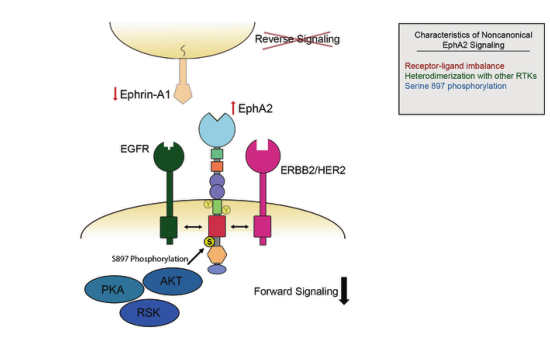 肿瘤治疗靶点：EphA2 - 知乎
