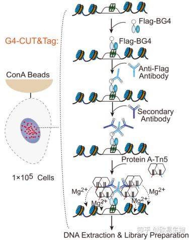 一文带你解锁新技术—CUT&Tag技术 - 知乎
