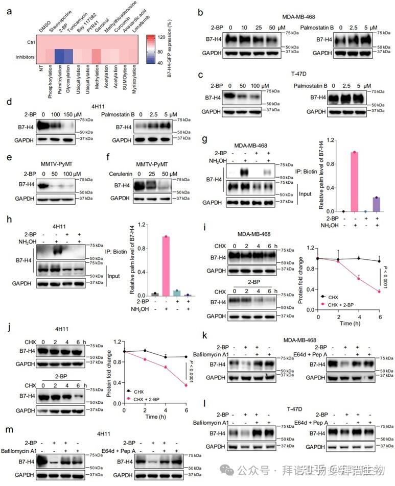 Nat Commun | B7-H4棕榈酰化如何"锁住"肿瘤免疫逃逸开关 - 知乎
