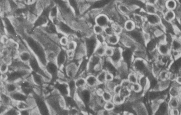 MDA-MB-435：苏州鉴达细胞鉴定（Cell Line Authentication）预警系列15 - 知乎