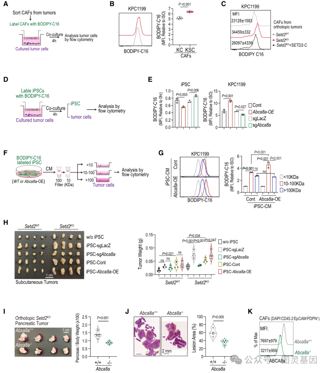 Cancer Cell | 上海交大团队发现表观遗传导致CAFs异质性促进胰腺癌 - 知乎