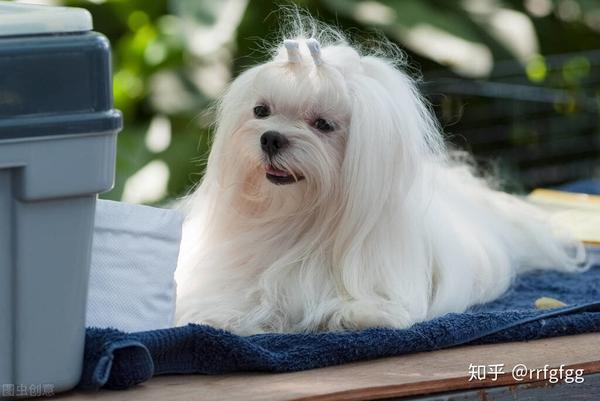 盘点“最听话”的6种小型犬，你最想带哪只回家？ - 知乎