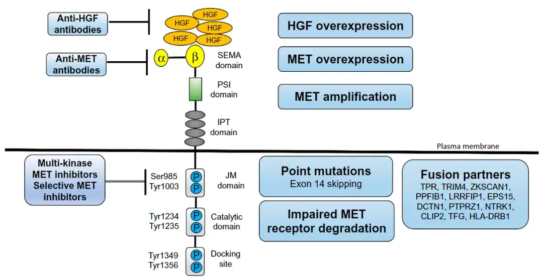 看不懂最新研究？别急，先搞清楚MET的基本概念 - 知乎