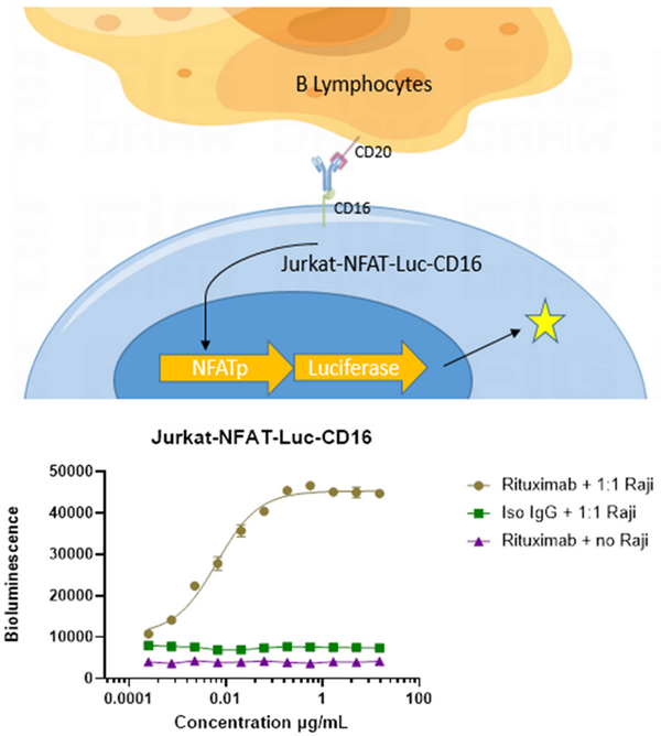 OncoWuXi速递 | Jurkat报告细胞赋能免疫治疗药物筛选 - 知乎