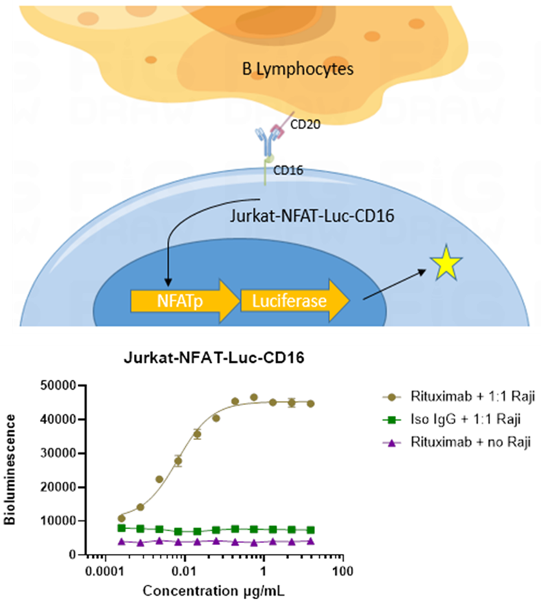 OncoWuXi速递 | Jurkat报告细胞赋能免疫治疗药物筛选 - 知乎