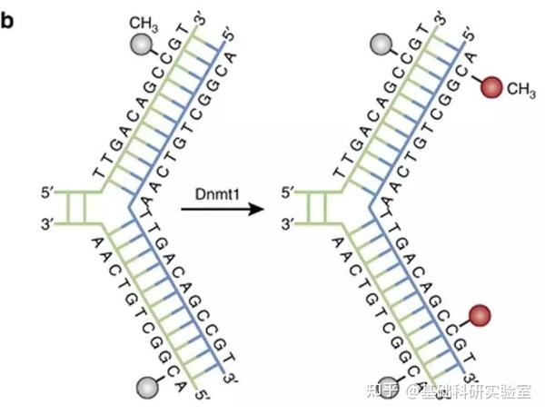 国自然热点：超详细！一文带你轻松读懂DNA甲基化【实用干货】 - 知乎
