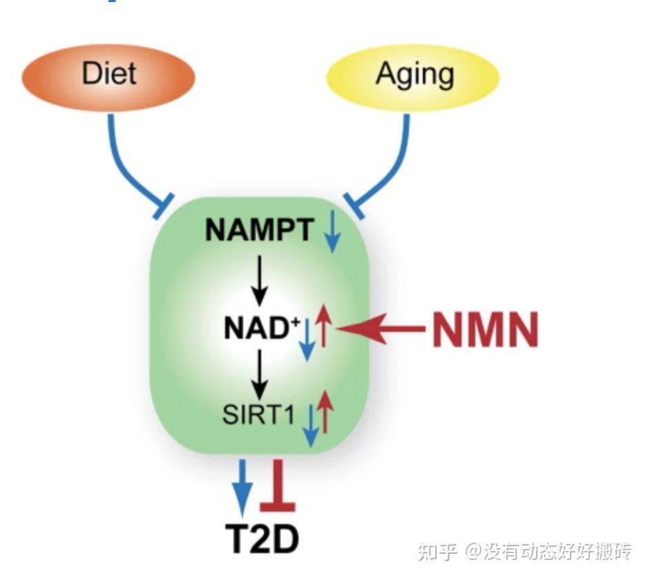 《science》：补充nmn可协助治疗糖尿病 - 知乎
