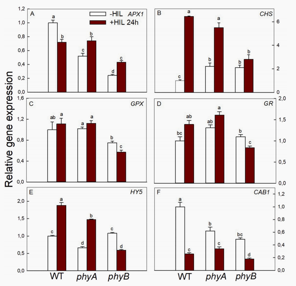 高强光及紫外光照射对拟南芥phyA phyB突变体的影响 - 知乎