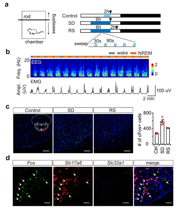 【脑科学】谷氨酸能神经元对小鼠NREM睡眠的控制作用 - 知乎