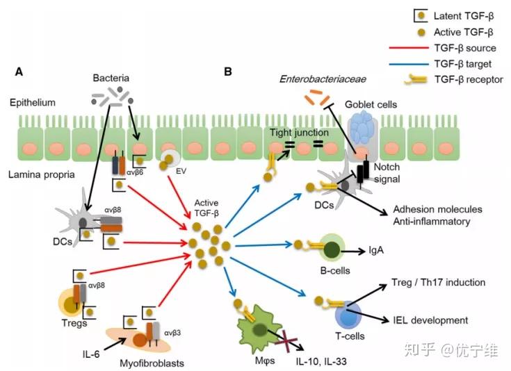 TGF-β：乘风破浪的转化生长因子 - 知乎