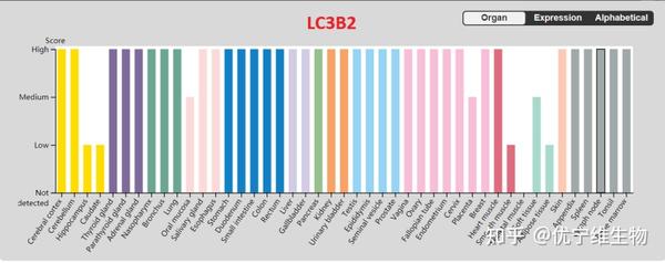 【小优细节君】细胞自噬标志物LC3检测要点，必看！ - 知乎