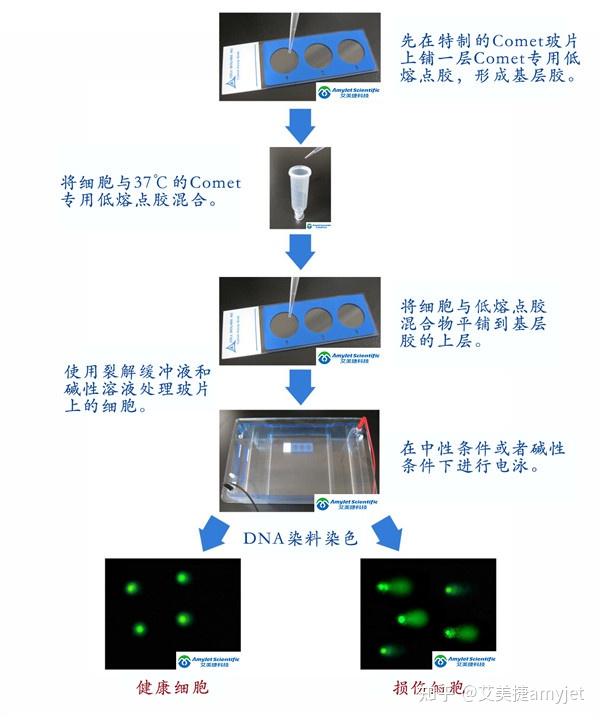Cell Biolabs彗星实验原理与流程示意 - 知乎