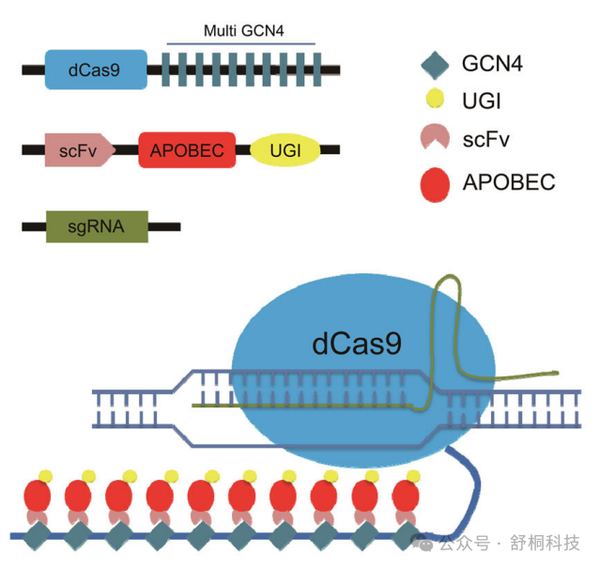 技术介绍 | Suntag系统在CRISPR系统中的应用 - 知乎