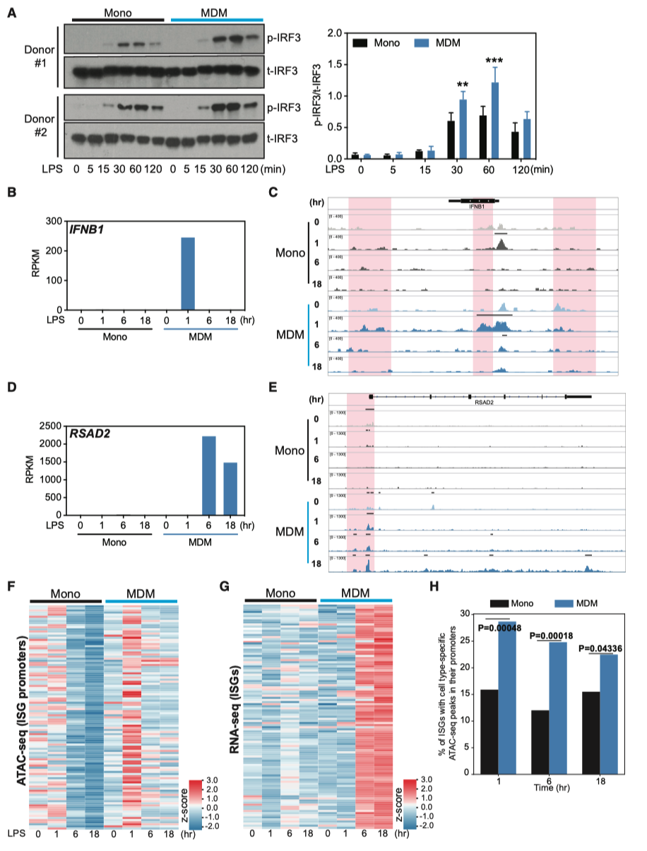 Cell Reports丨IRF1 通过调节染色质可及性来控制人类单核细胞和巨噬细胞中干扰素刺激的差异基因反应 - 知乎