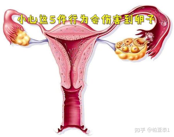 想怀孕尽量不要做伤害卵子的5件事 知乎