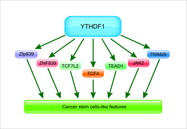 CDD 综述︱杨祚璋团队综述了m6A阅读蛋白YTHDF1在多种人类肿瘤发生和转移中可能的预后价值、潜在的靶蛋白及其调控机制 - 知乎