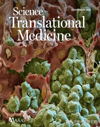 Sci. Transl. Med. | 封面研究发现血管中的抑癌新靶点，可减少癌细胞转移 - 知乎