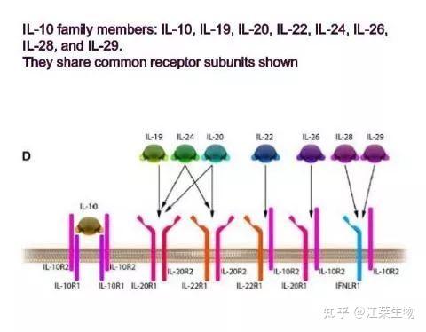 白细胞介素家族相关知识（二）！ - 知乎