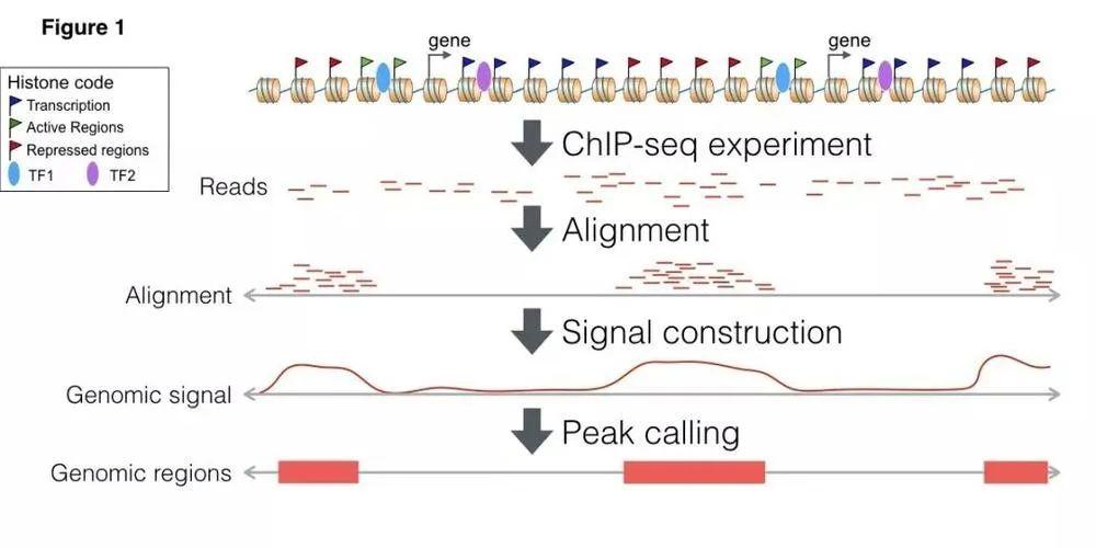 各种组学分析之：Chip-seq (一) - 知乎