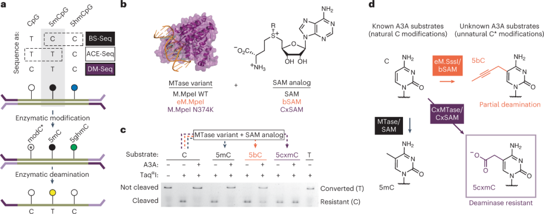 NCB | 全酶、无损的甲基化测序新方法“DM-Seq”，可以单碱基分辨率直接测序5mC - 知乎