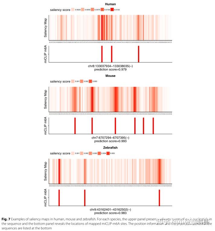 工具篇 | DeepM6ASeq：预测RNA序列m6A修饰位点的大杀器 - 知乎