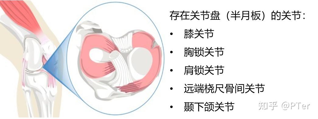 关节 | 基本结构与功能 - 知乎
