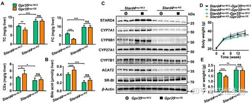 实现组织特异性干扰的辅助工具—miR30结构 - 知乎