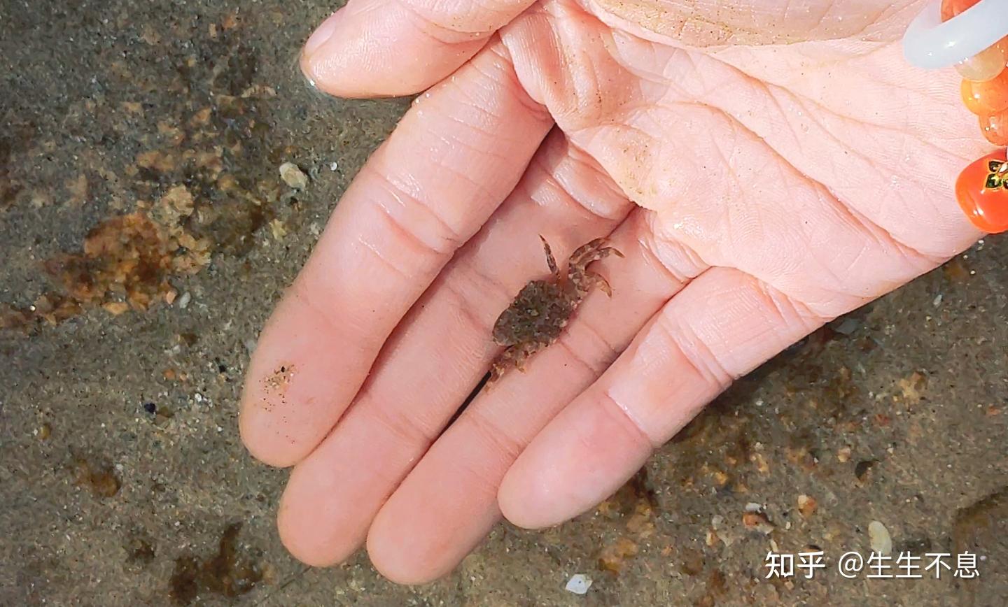 get新体验:长江澳赶海 - 知乎