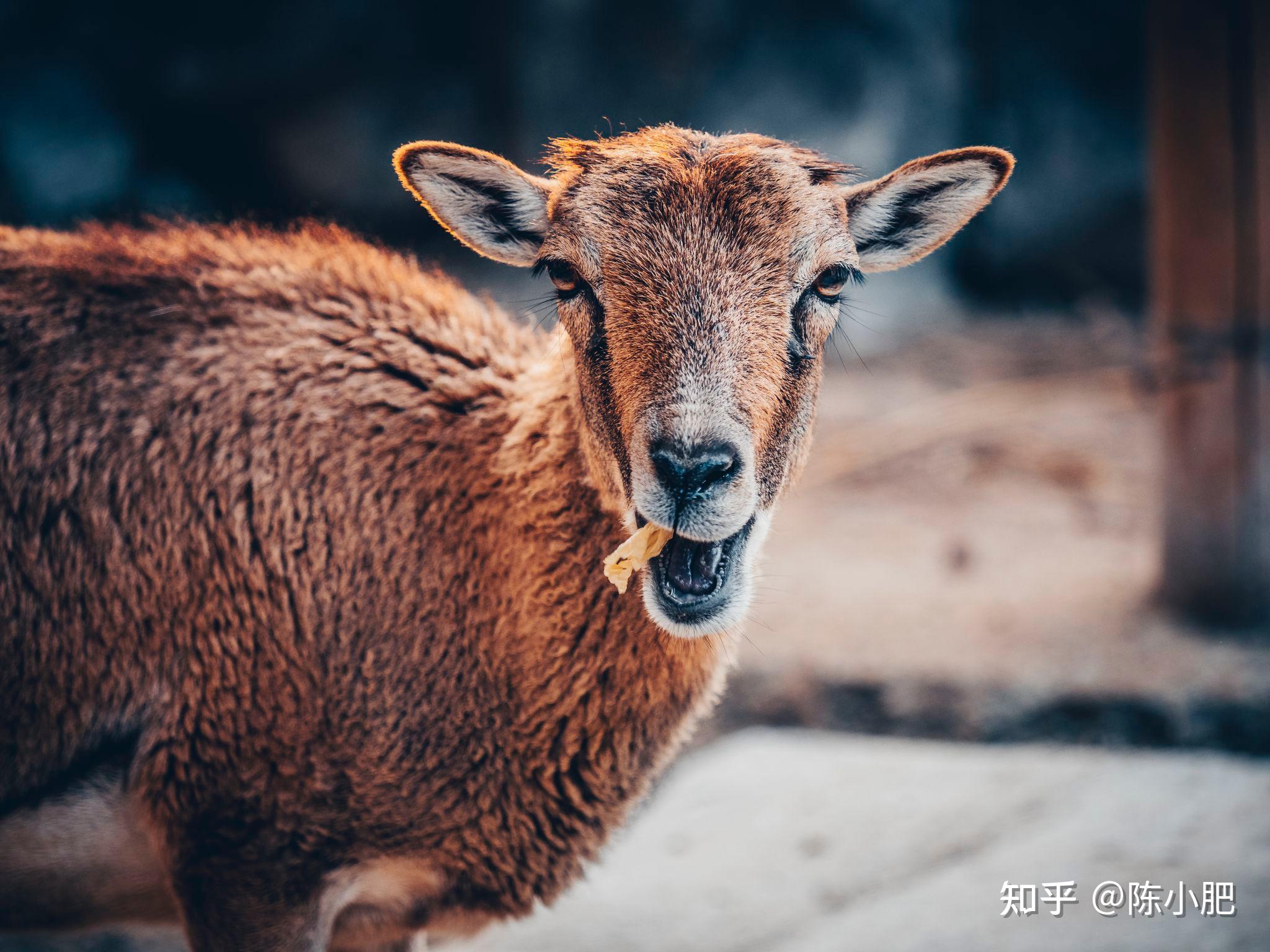 天子守国门——奥林巴斯40-150mm F2.8 PRO使用体验 - 知乎