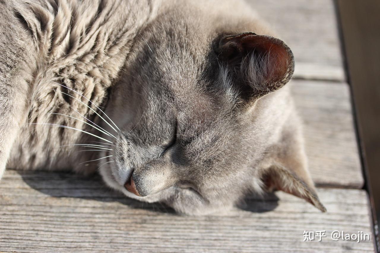 猫生病时有哪些不寻常的反应？ 知乎