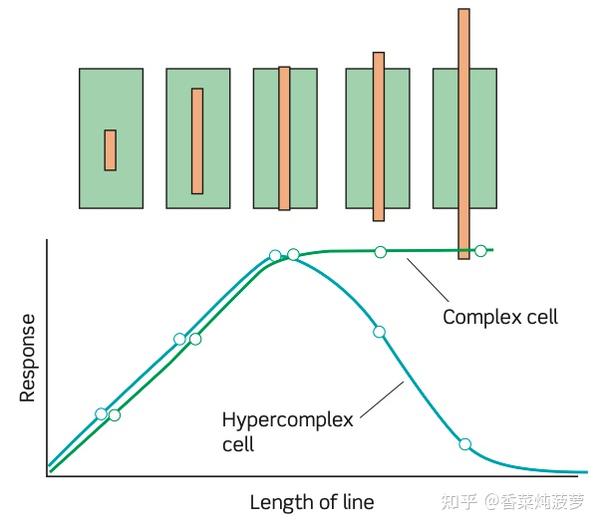 初级视觉处理 - 知乎