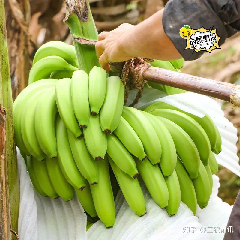 辰颐物语云南威尼斯香蕉：绿皮香蕉，自然熟，更香甜！ - 知乎