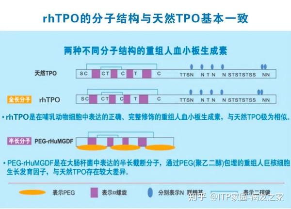科普时间 | 轻松读懂重组人血小板生成素（rhTPO） - 知乎