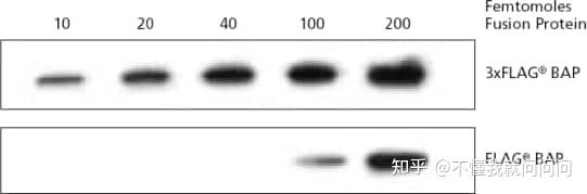 默克Sigma实验 | 用于超灵敏检测重组蛋白的3xFLAG® 系统表达载体 - 知乎