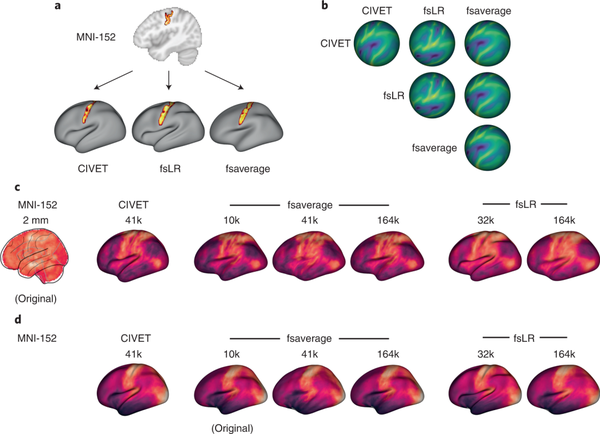 Nat Methods最新发布：多模态、多尺度脑科学数据综合分析的利器——neuromaps - 知乎