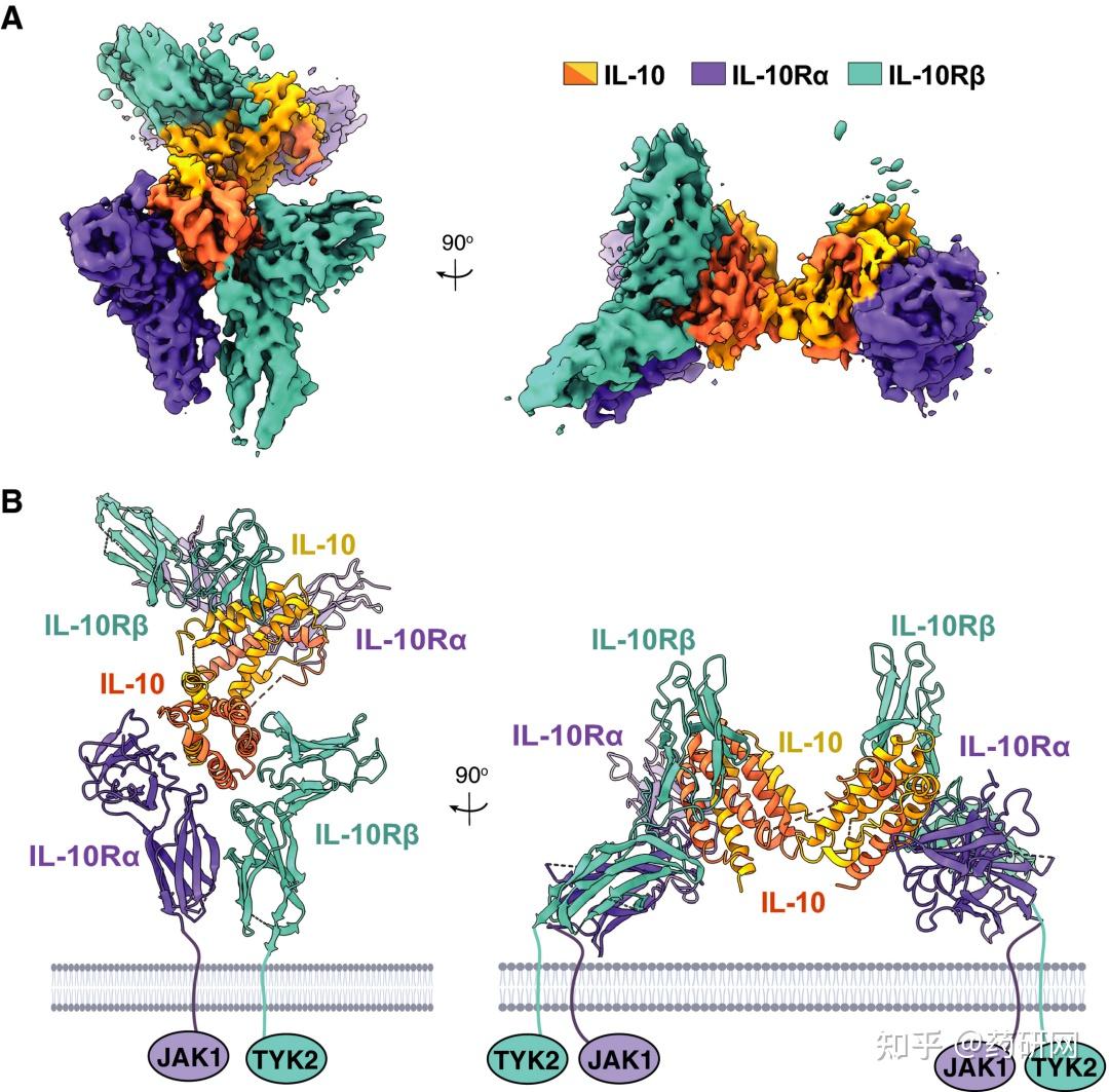 IL-10：荆棘丛生之路 - 知乎