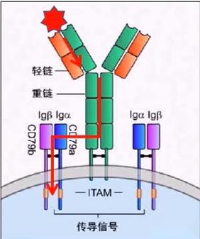 免疫学实用基础（3） - 知乎