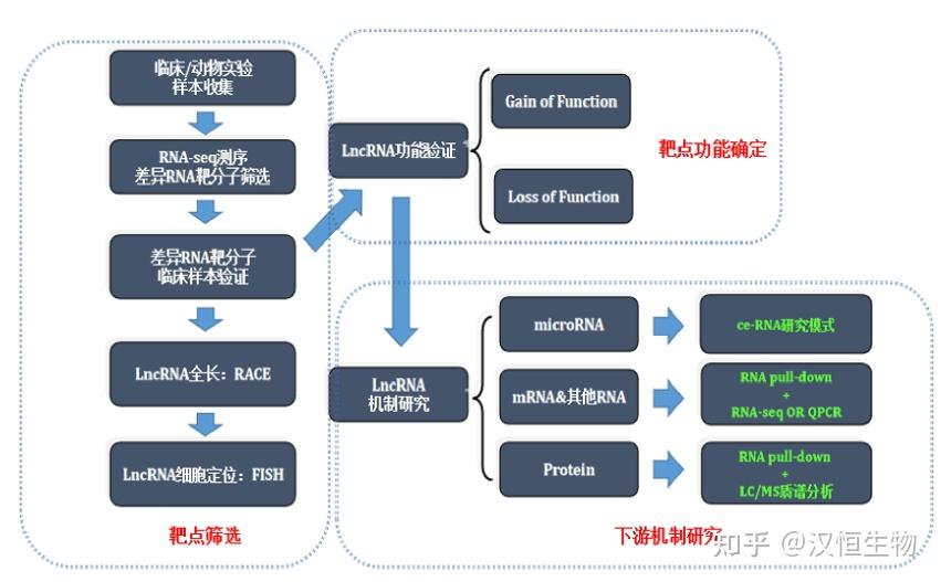 ncRNA干货 | 探索遗传信息“噪音基因”-LncRNA的生物学调控 - 知乎