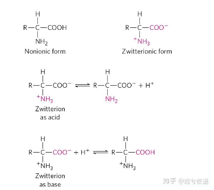 Chapter 3 3.1 Amino Acids - 知乎