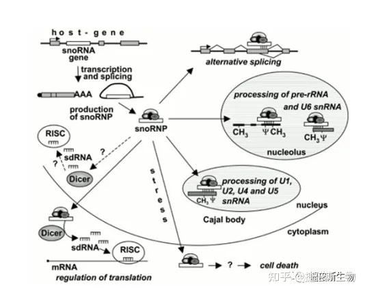 RNA种类大盘点 - 知乎