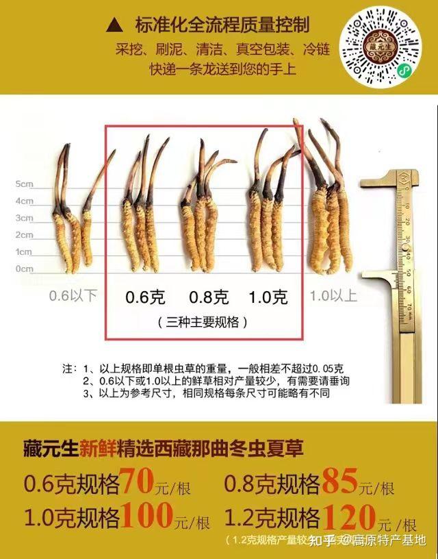 【藏元生那曲虫草】 - 知乎