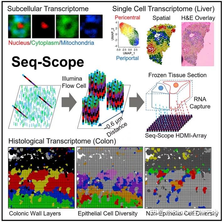 Cell | 空间转录组学可视化新方法：Seq-Scope - 知乎