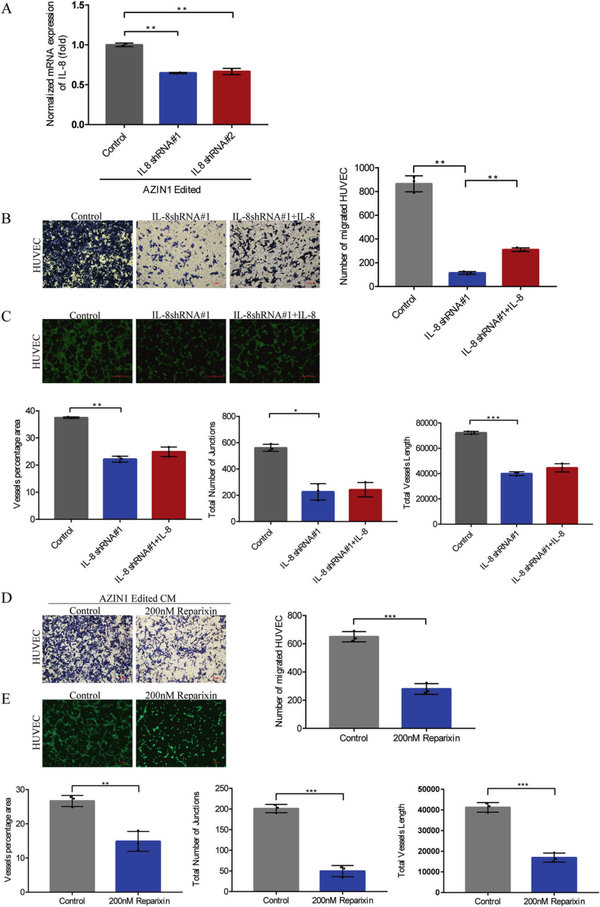 Cell Death Dis︱徐小燕团队揭示RNA编辑型AZIN1促进结肠癌血管生成的新机制 - 知乎