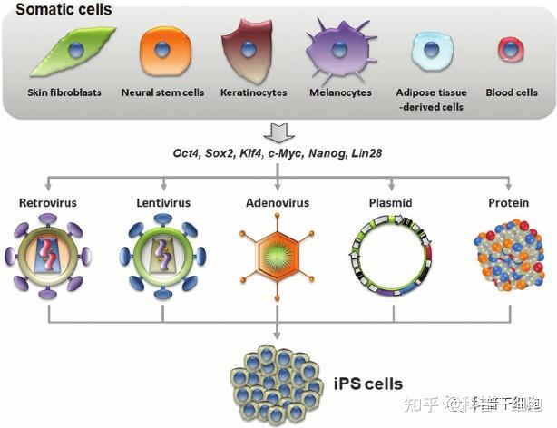 iPSCs的应用以及挑战 - 知乎