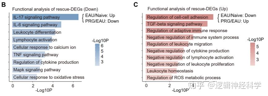 J Neuroinflammation︱中山大学苏文如团队揭示孕激素能够治疗葡萄膜炎及其分子机制 - 知乎