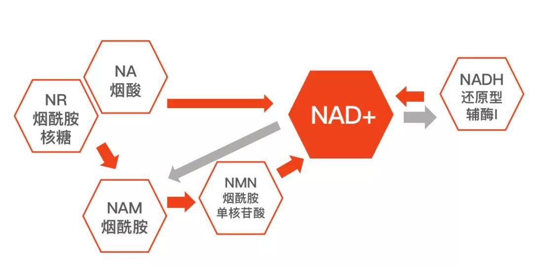 别着急划走，三分钟让你读懂NAD+ - 知乎