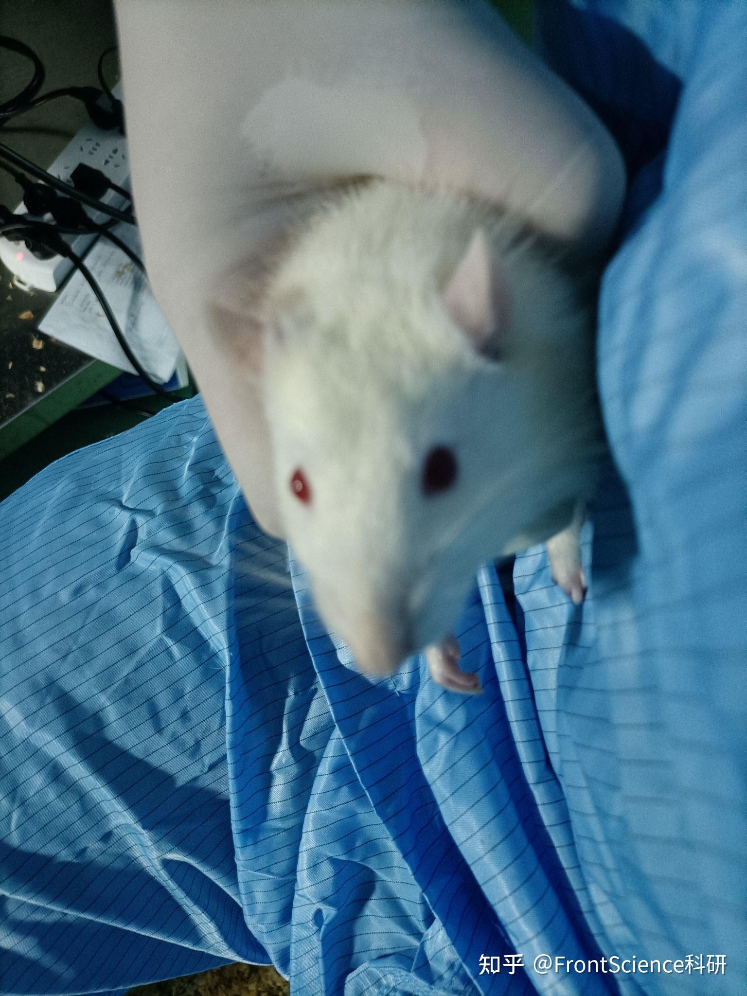 实验大鼠Wistar - 知乎