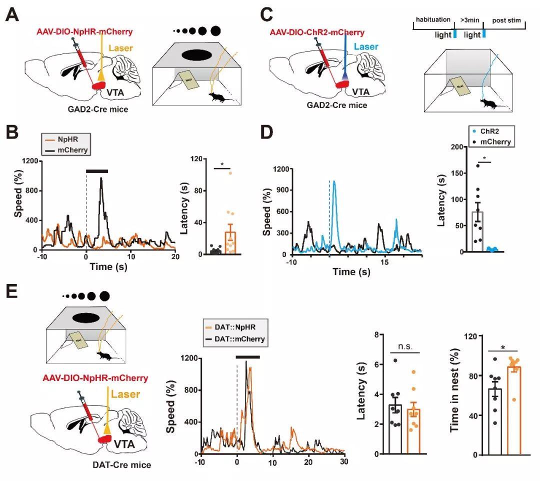 【客户文章】《Neuron》发现腹侧被盖区的GABA能神经元相关的神经环路介导基于视觉的本能防御反应 - 知乎