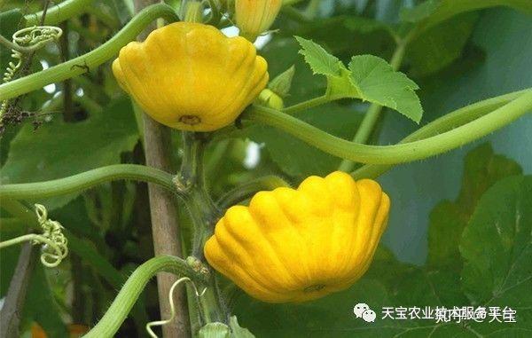 现在土壤最需要的是碳元素！